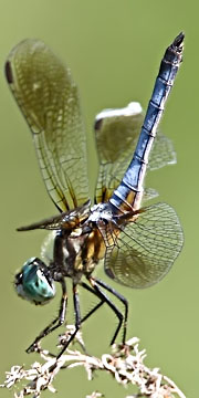 Dragonfly Behavior | MDS