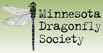 Dragonfly Behavior | MDS